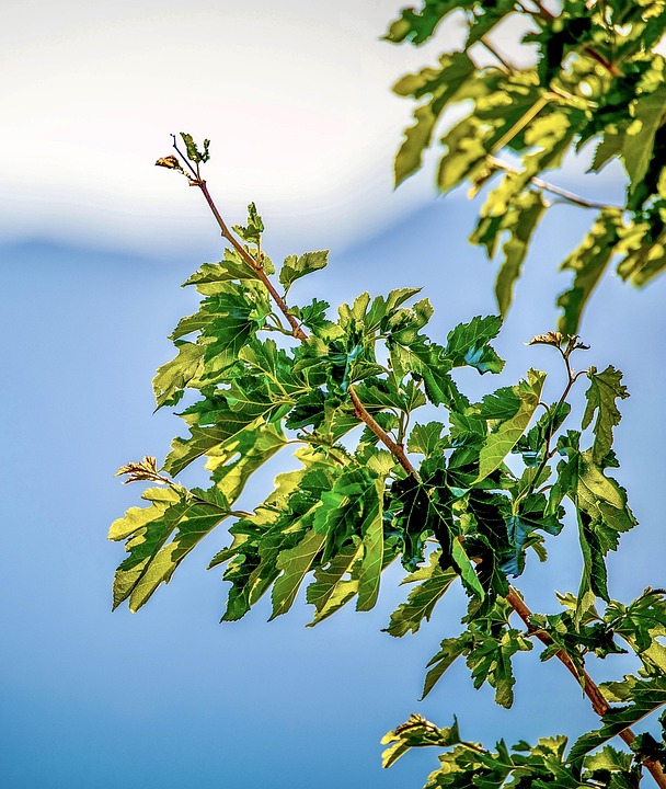 Nature Arbre Feuilles - Photo gratuite sur Pixabay - Pixabay