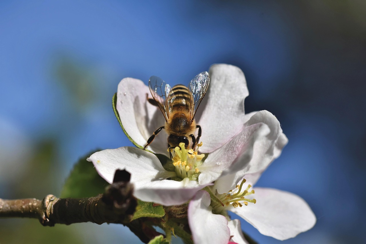Bee Honey Insect Apple - Free photo on Pixabay