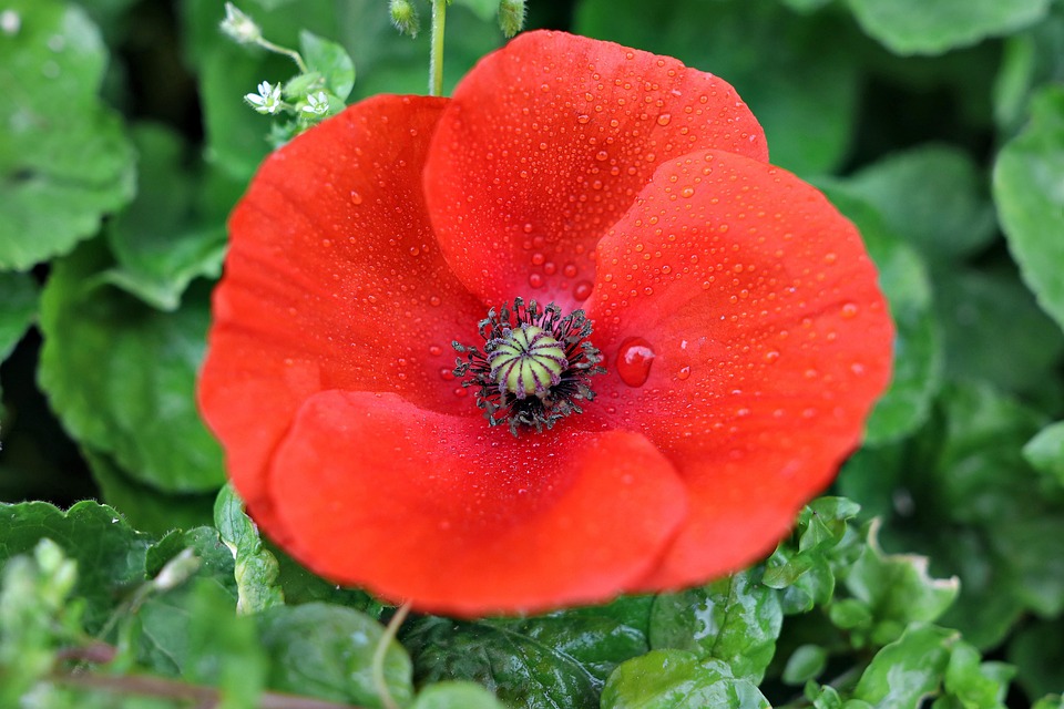 Poppy Spring Bloom - Free photo on Pixabay