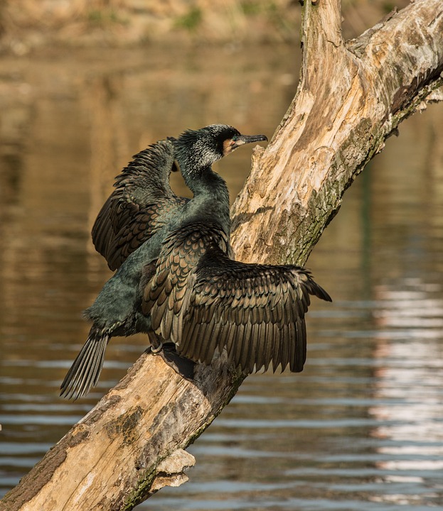 Cormorant Wing Dry - Free photo on Pixabay - Pixabay
