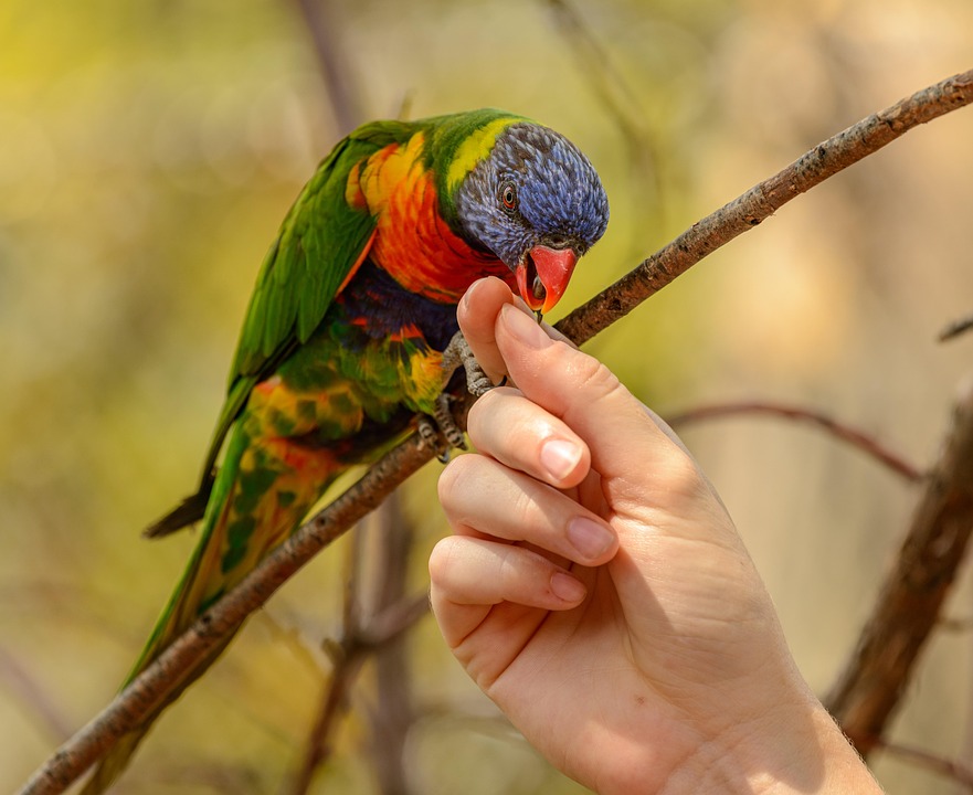 Parrot Hand Colored - Free photo on Pixabay - Pixabay