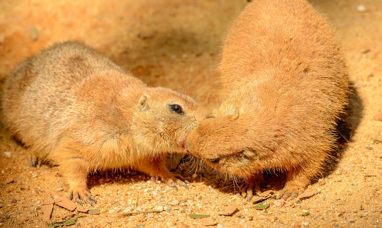 Prairie Dogs Kissing