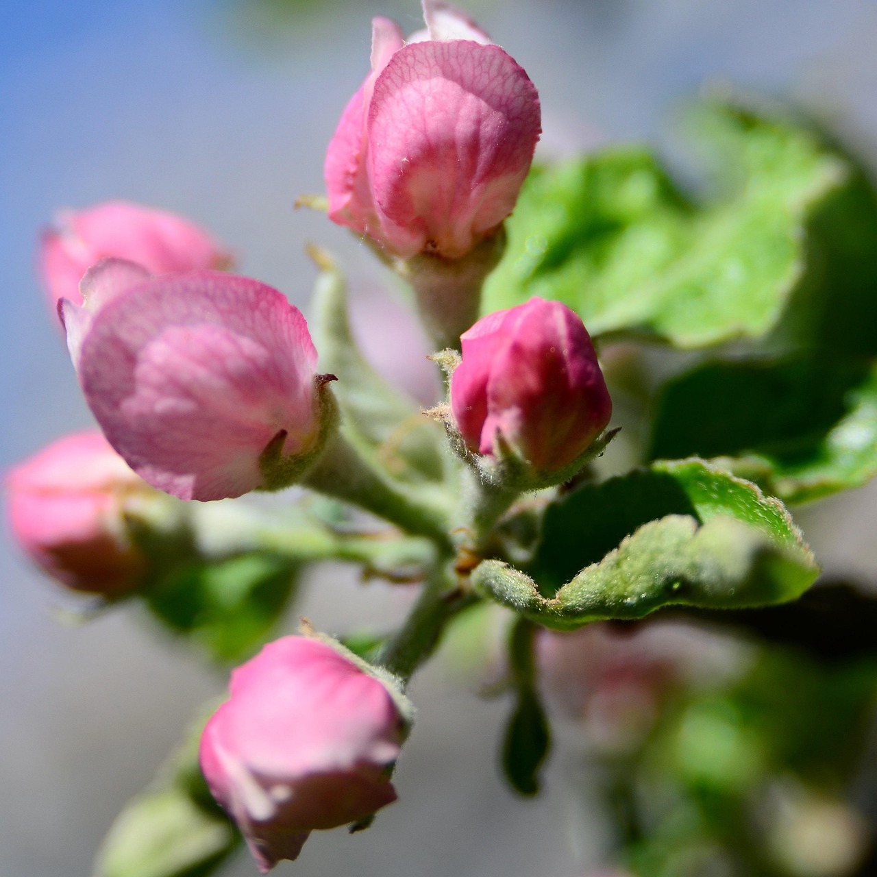 Brote Fruta Prado De La Huerta - Foto gratis en Pixabay - Pixabay