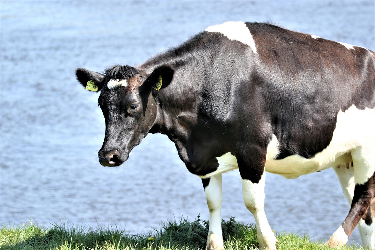 Cow Animal Beef Milk - Free photo on Pixabay