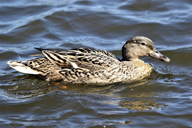 Pato Selvagem Animal - Foto gratuita no Pixabay - Pixabay