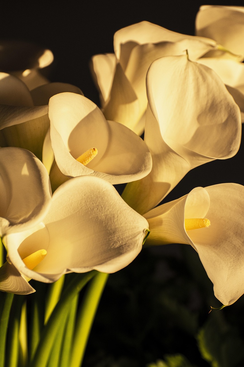 60,000+ Free Call Background & Call Images - Pixabay