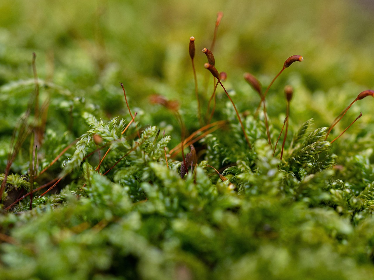 Moss Bloom Nature - Free photo on Pixabay - Pixabay