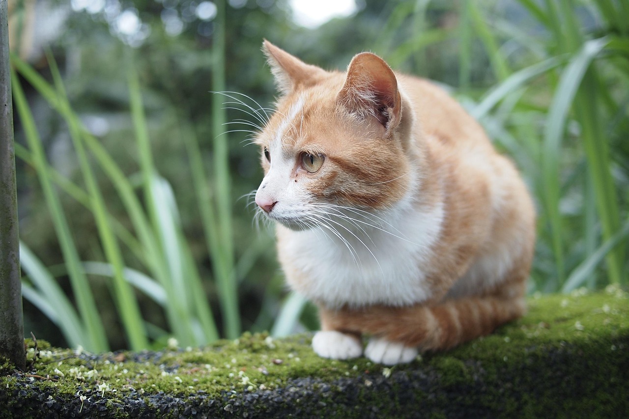 Cat Nature - Free photo on Pixabay