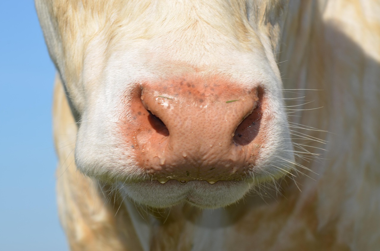Lubang Hidung Sapi Pertanian - Foto gratis di Pixabay - Pixabay