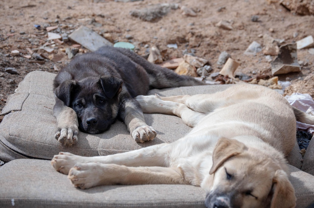 Dog Ear Baby - Free photo on Pixabay