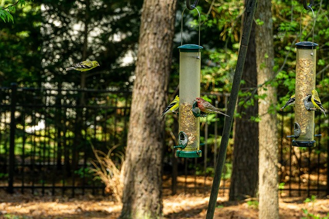 30,000+ Free Landing Bird & Nature Images - Pixabay