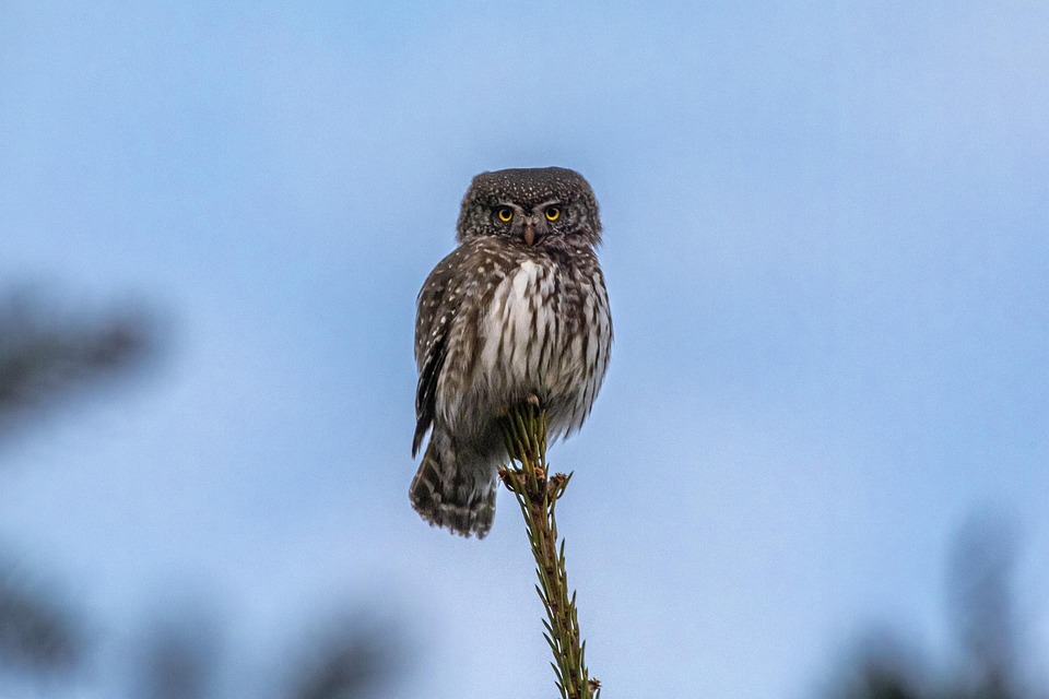 Eurasian Pygmy Owl Glaucidium - Free photo on Pixabay