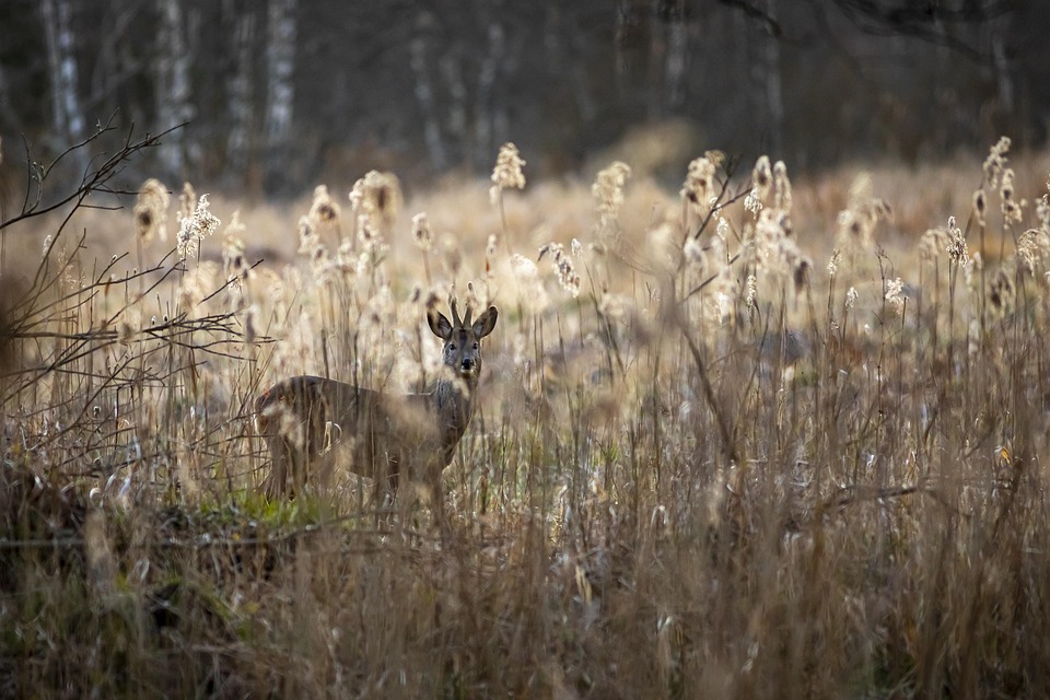 European Roe Deer Capreolus - Free photo on Pixabay