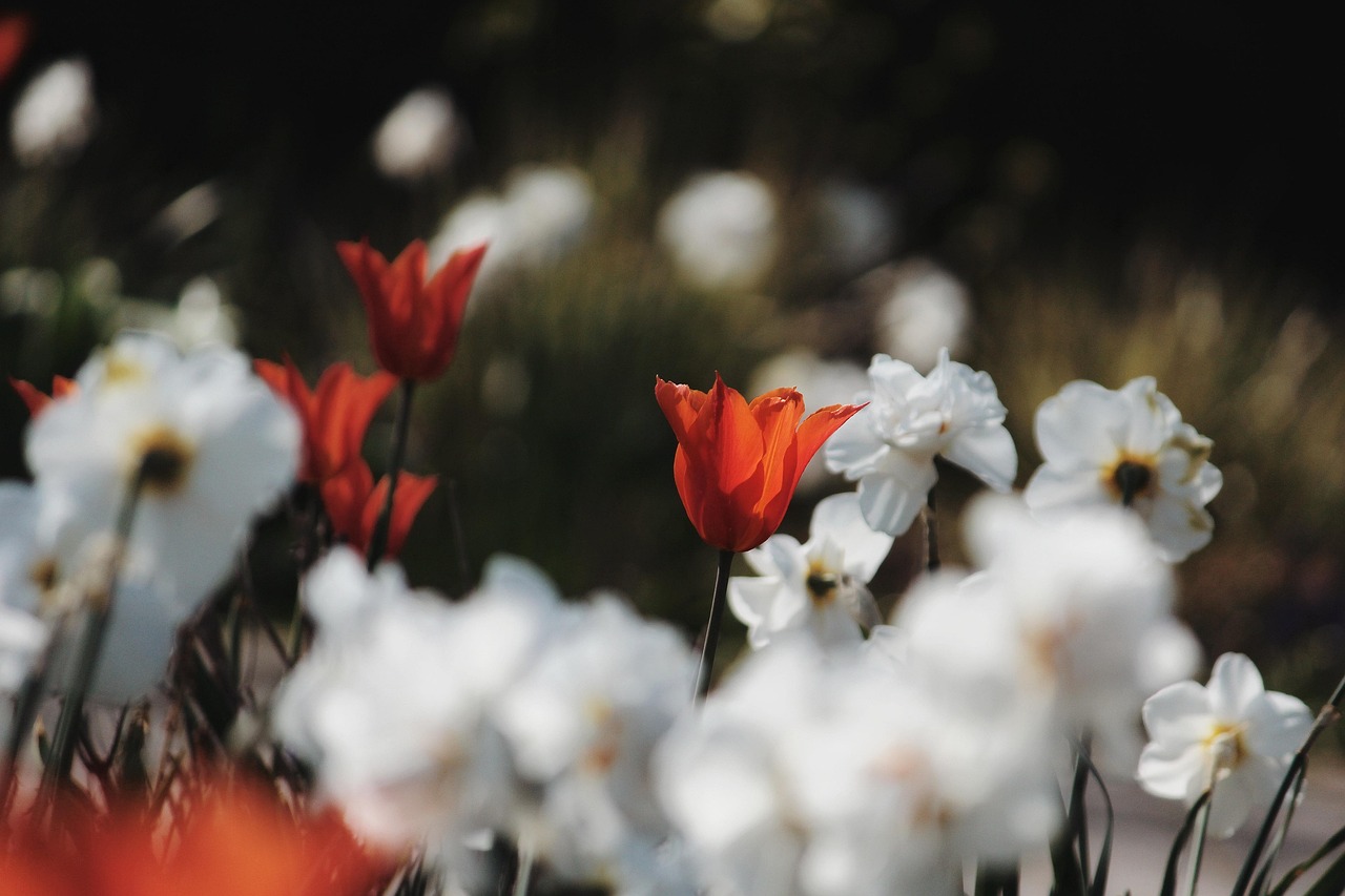 400,000+ Free Bokeh Flowers & Bokeh Images - Pixabay