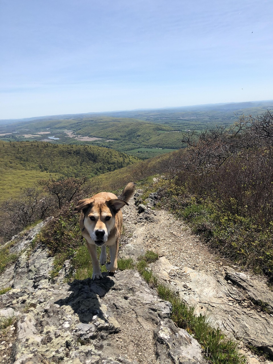 Dog Hiking Nature - Free photo on Pixabay - Pixabay