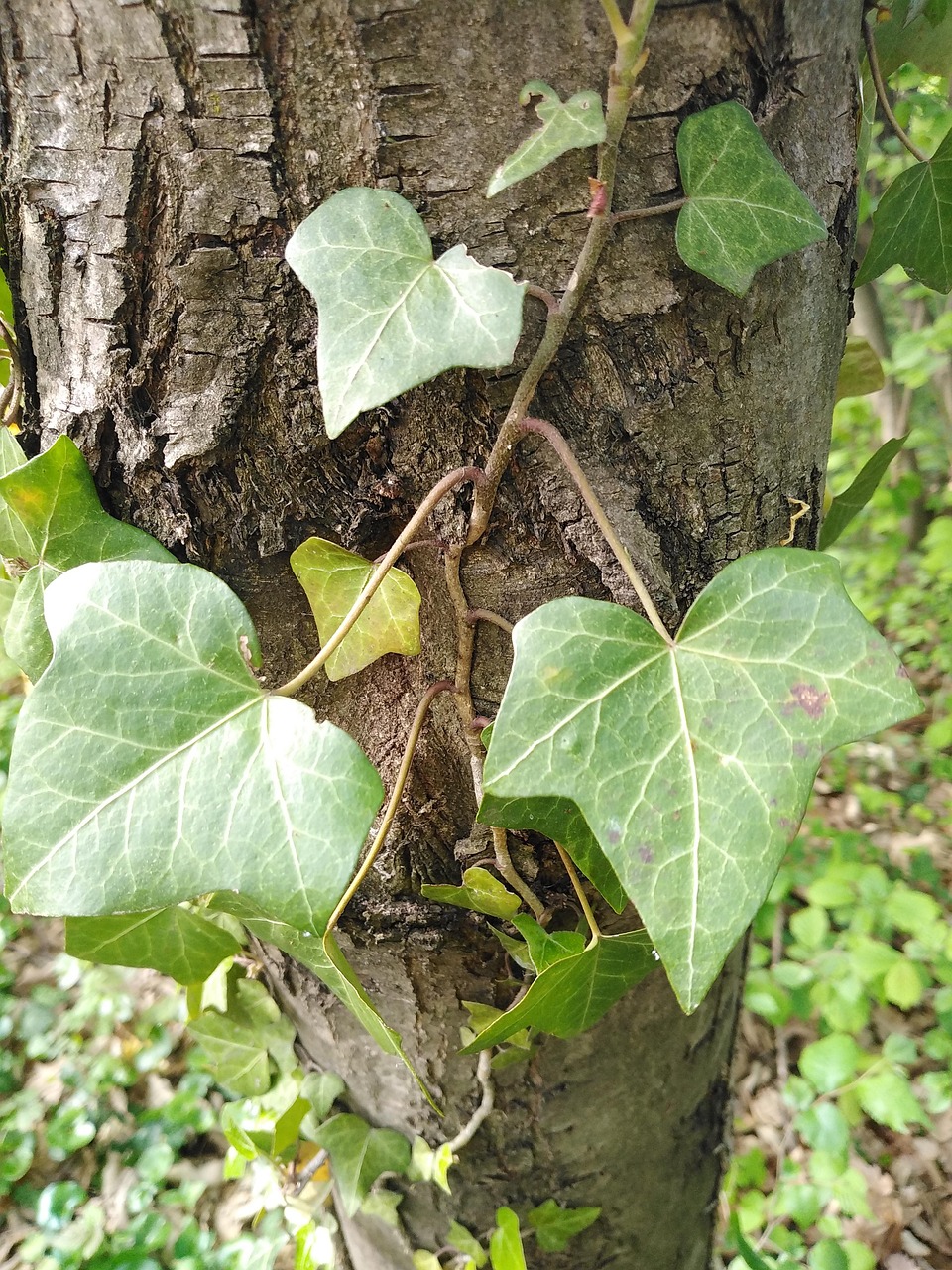 Ivy Nature - Free photo on Pixabay - Pixabay