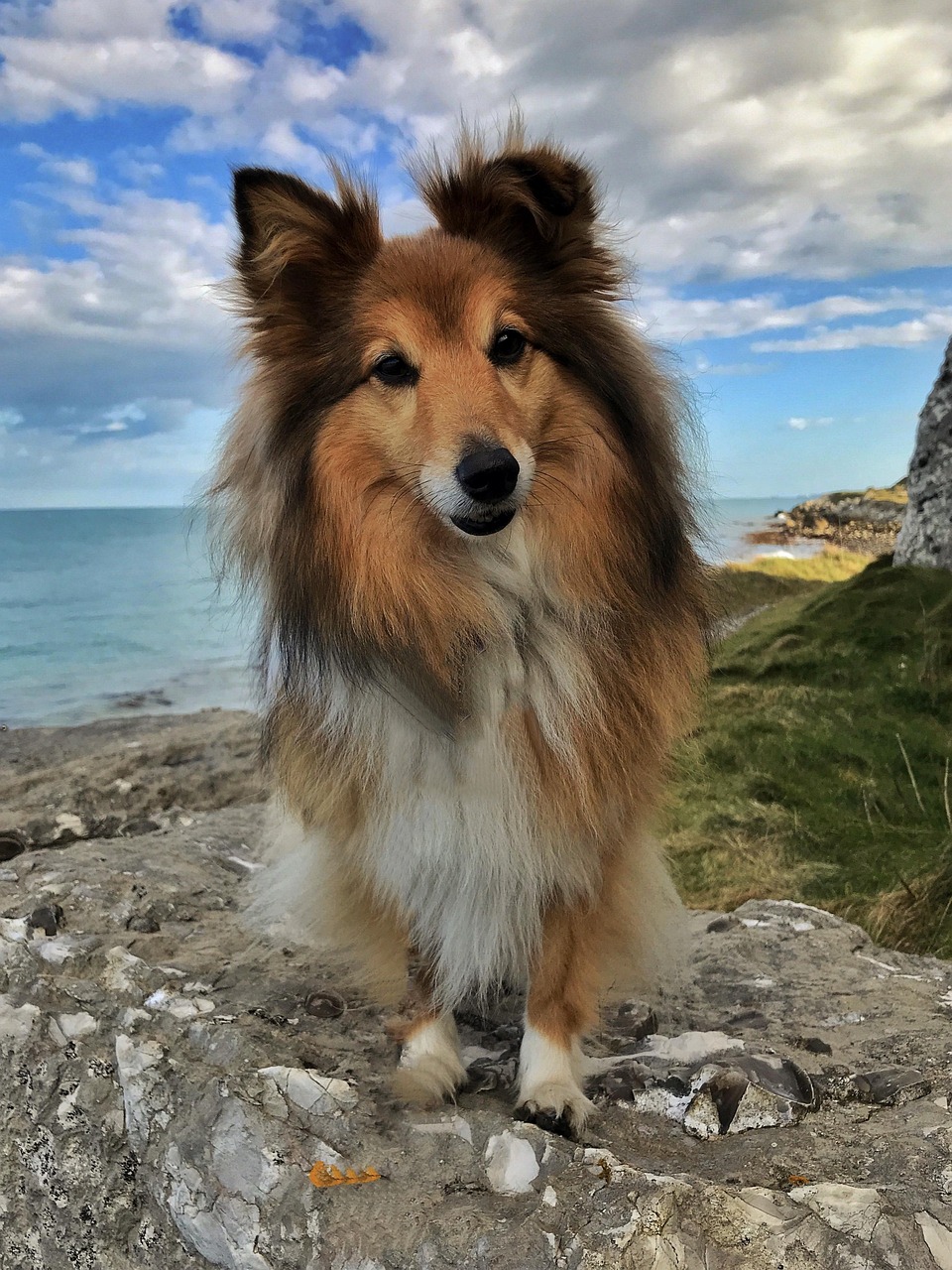 Anjing Gembala Shetland Langit - Foto gratis di Pixabay - Pixabay