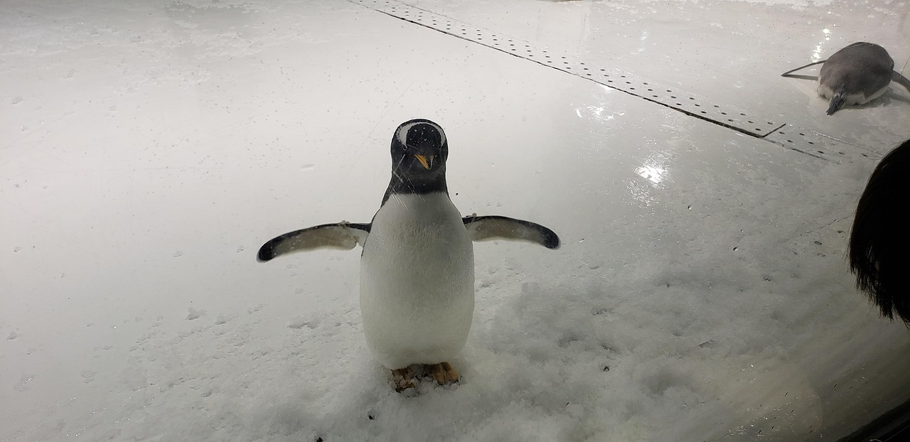 Pinguin Tier - Kostenloses Foto auf Pixabay - Pixabay