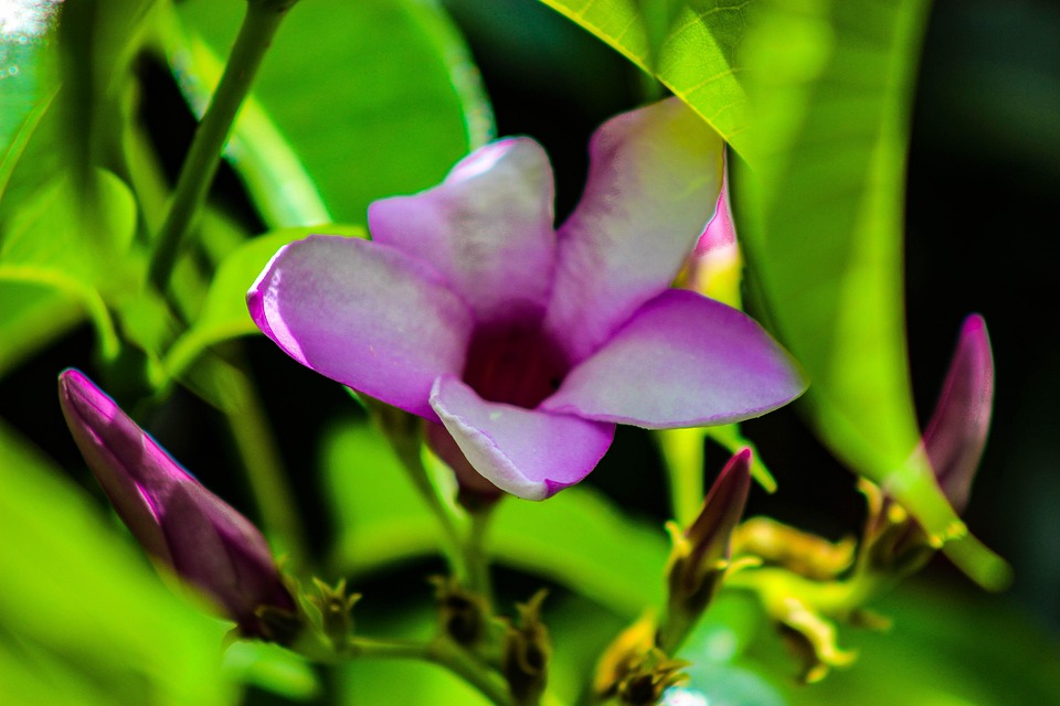 Flower Single Love - Free photo on Pixabay - Pixabay