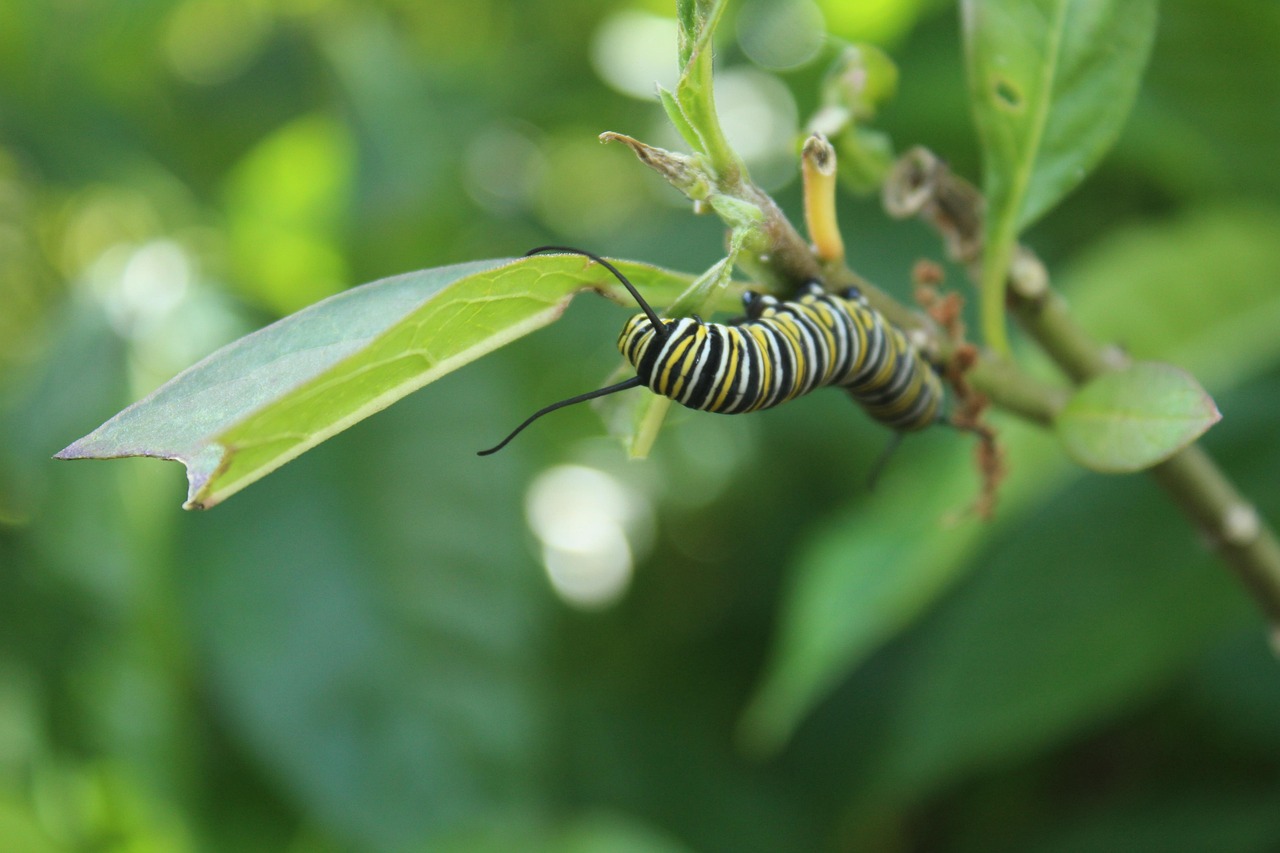 3,000+ Free Monarch Caterpillars & Caterpillar Images - Pixabay