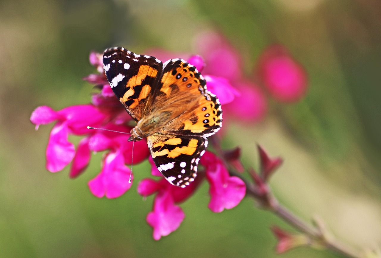 Butterfly Insect Nectar - Free photo on Pixabay