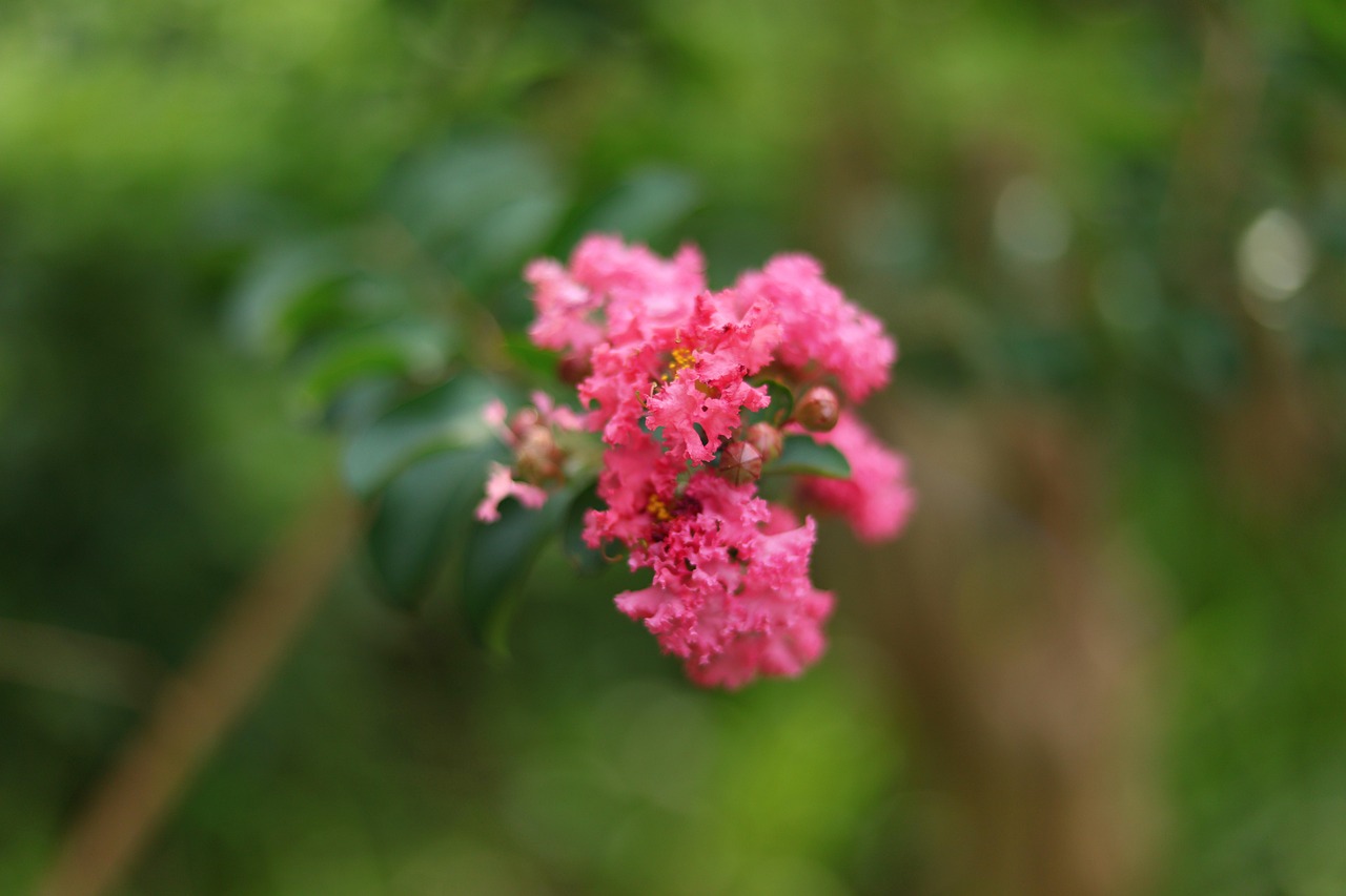 Bunga Musim Semi Berbunga - Foto gratis di Pixabay - Pixabay