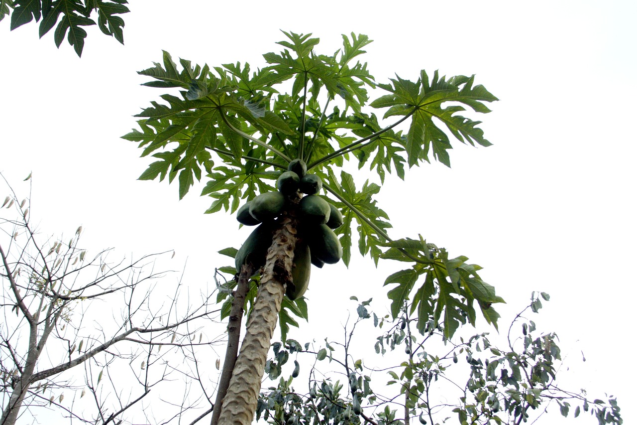Arvores De Mamao Muda De Mamão Papaia