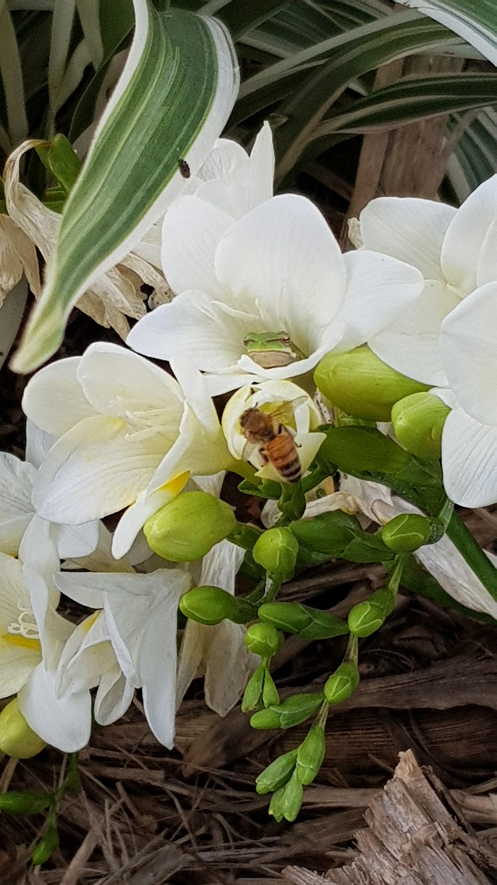 Frog Bee Freesia - Free photo on Pixabay - Pixabay