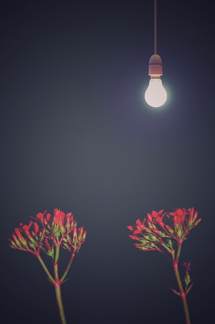 Lampu Bunga Hitam - Foto gratis di Pixabay - Pixabay