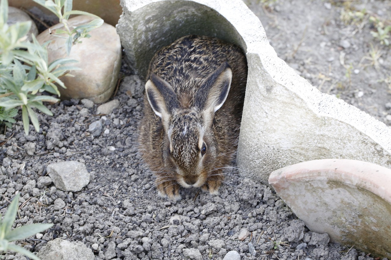 Rabbit Field Hare Master Lamp - Free photo on Pixabay - Pixabay