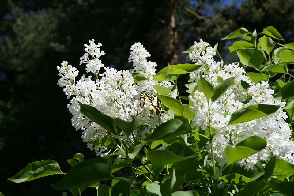 Shrub Hyacinth Insect - Free photo on Pixabay