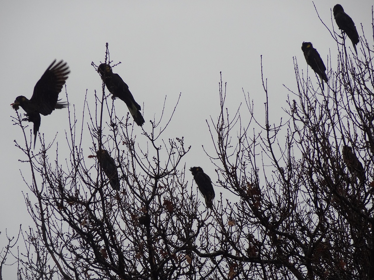 Black Cockatoo Flock - Free photo on Pixabay - Pixabay