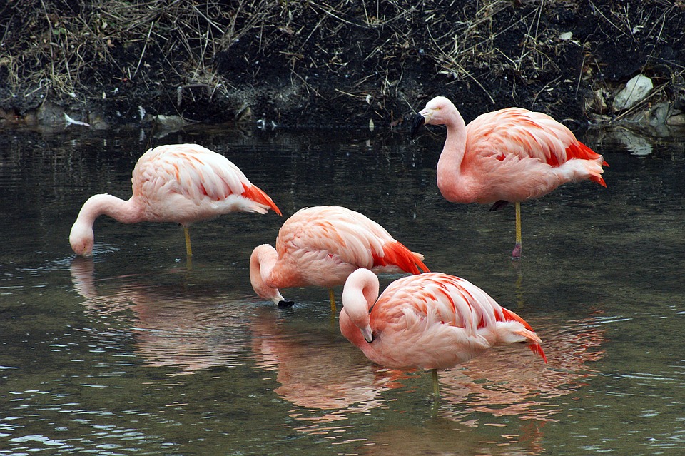 Flamingo Puisto Linnut - Ilmainen valokuva Pixabayssa - Pixabay