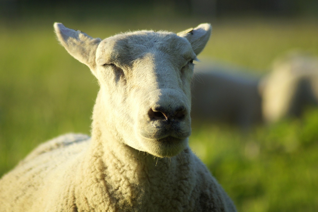 Sheep Wind Spring Fresh - Free photo on Pixabay - Pixabay