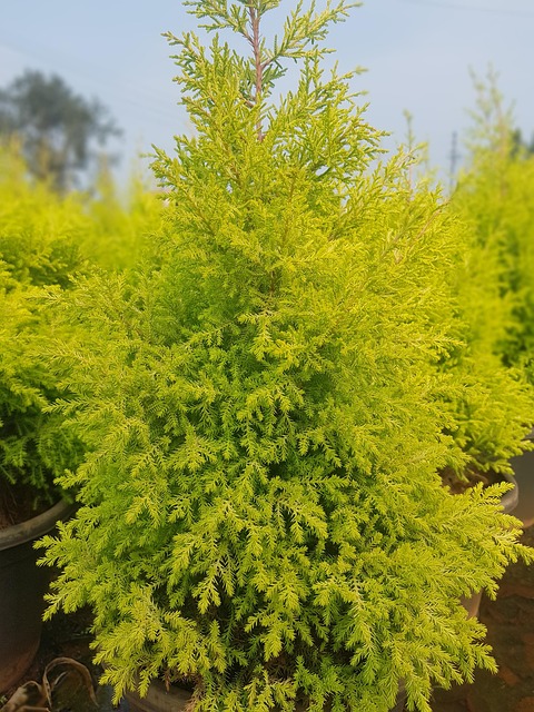 Golden Thuja Plant Ornamental - Free photo on Pixabay - Pixabay
