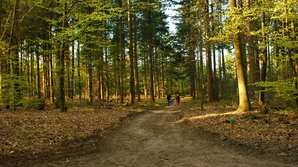 Wandern Wald Natur - Kostenloses Foto auf Pixabay