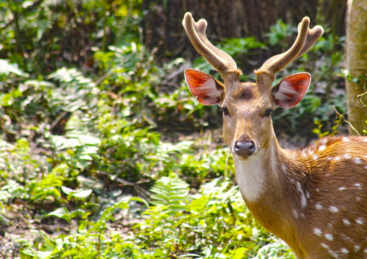 Wildlife Deer Chitwan National - Free photo on Pixabay