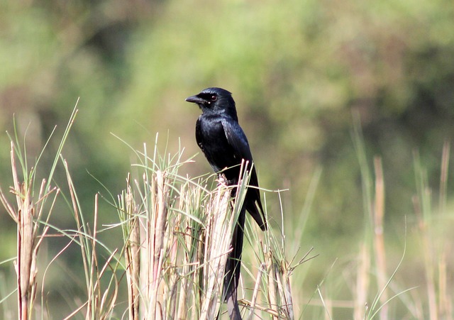 Wildlife Bird Chitwan National - Free photo on Pixabay