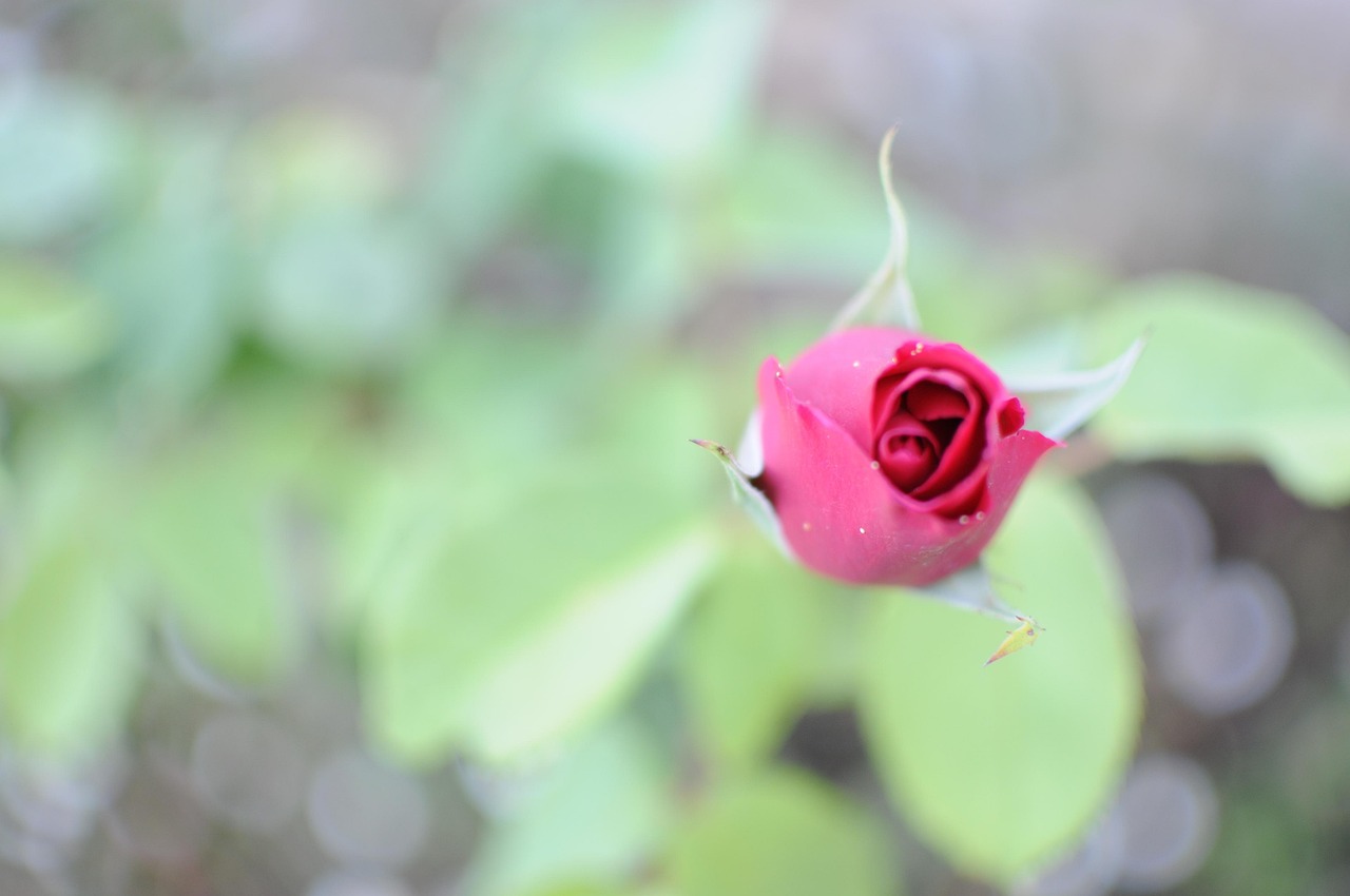 Rose Blume Knospe - Kostenloses Foto auf Pixabay - Pixabay