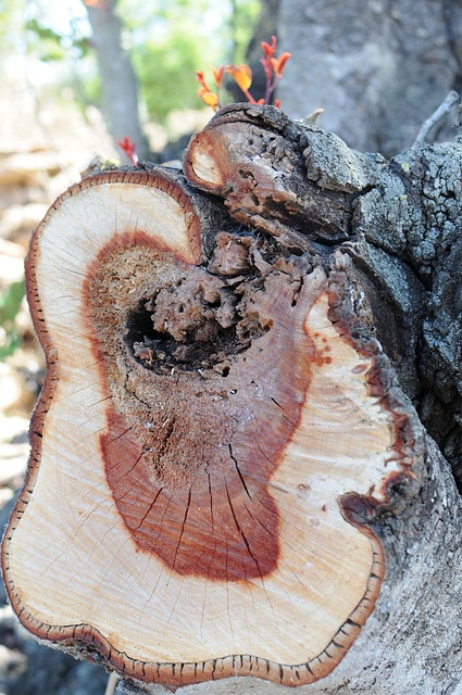 Holz Baum - Kostenloses Foto auf Pixabay - Pixabay