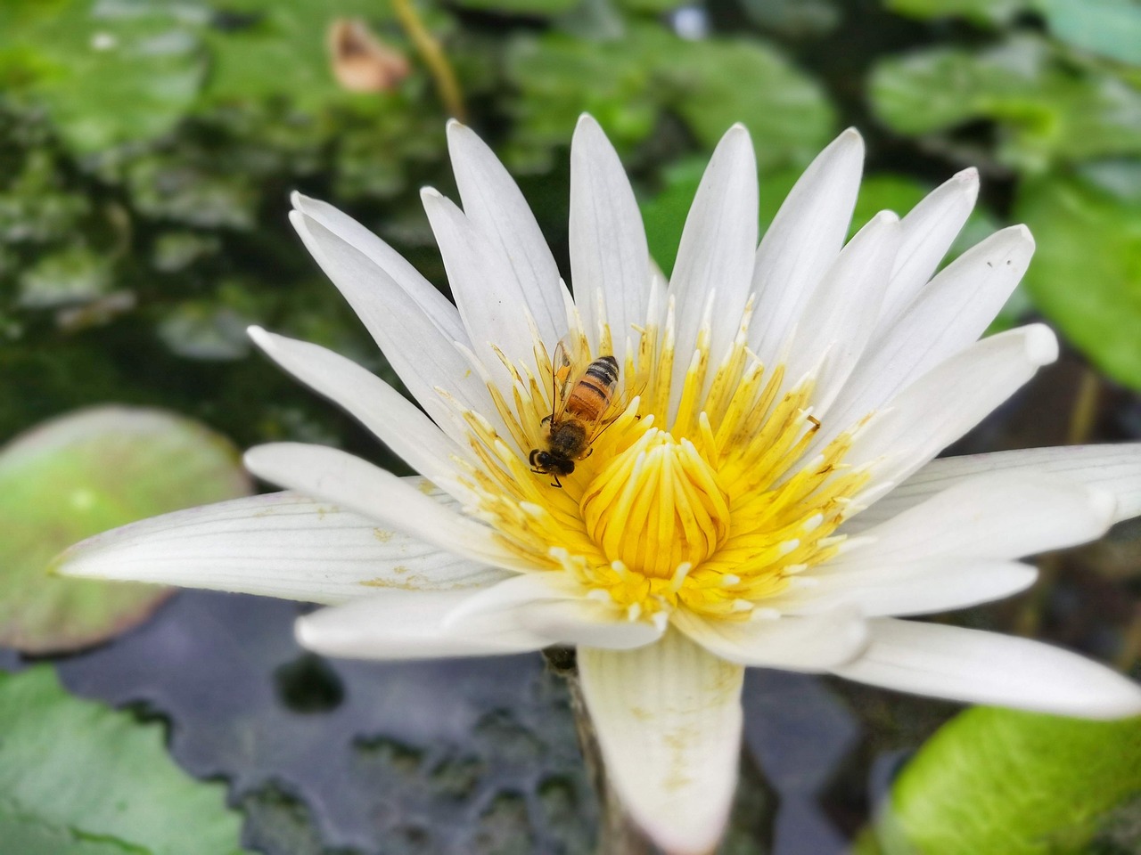超过 30000 张关于“Narcissus Pond Myth”和“水仙”的免费图片 - Pixabay