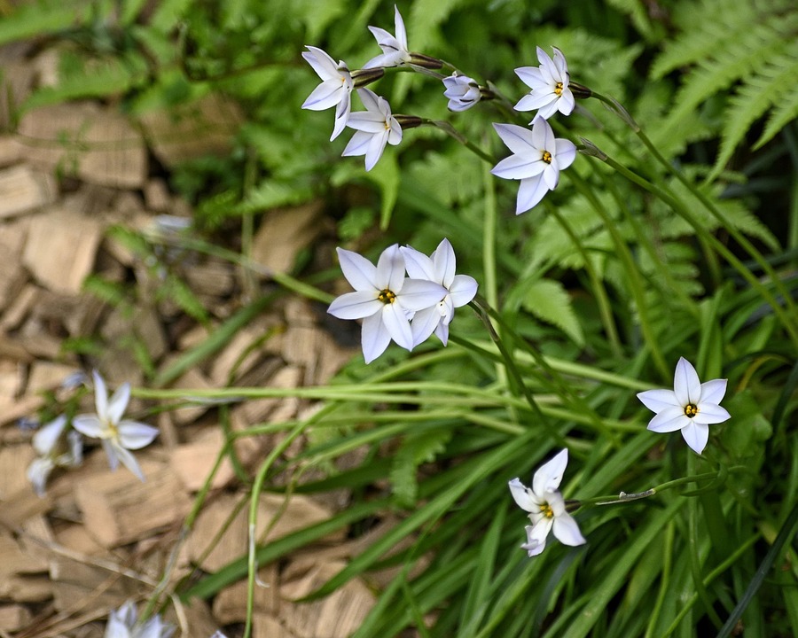 Ipheion Flower Bloom - Free photo on Pixabay - Pixabay