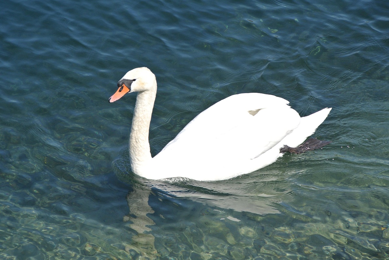 Cygne Lac Baignade Des - Photo gratuite sur Pixabay - Pixabay