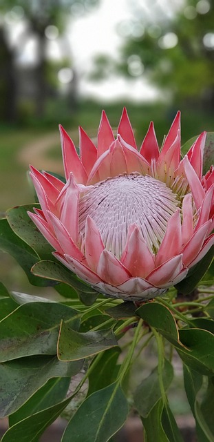 Fleur Protea Afrique Du Sud - Photo gratuite sur Pixabay