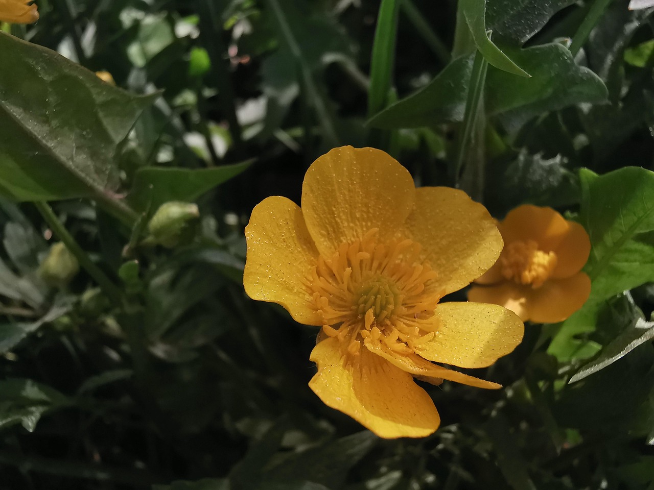 Blume Gelb - Kostenloses Foto auf Pixabay - Pixabay