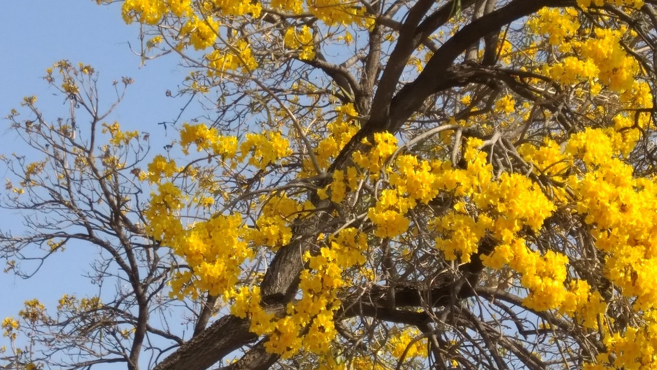 Flower Carribian Tree Yellow - Free photo on Pixabay - Pixabay