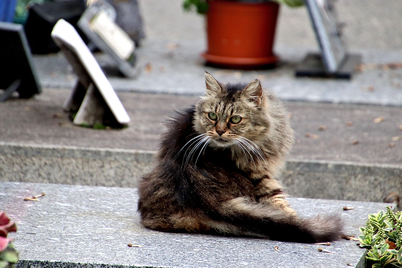 Cats Felines Mammals - Free photo on Pixabay - Pixabay