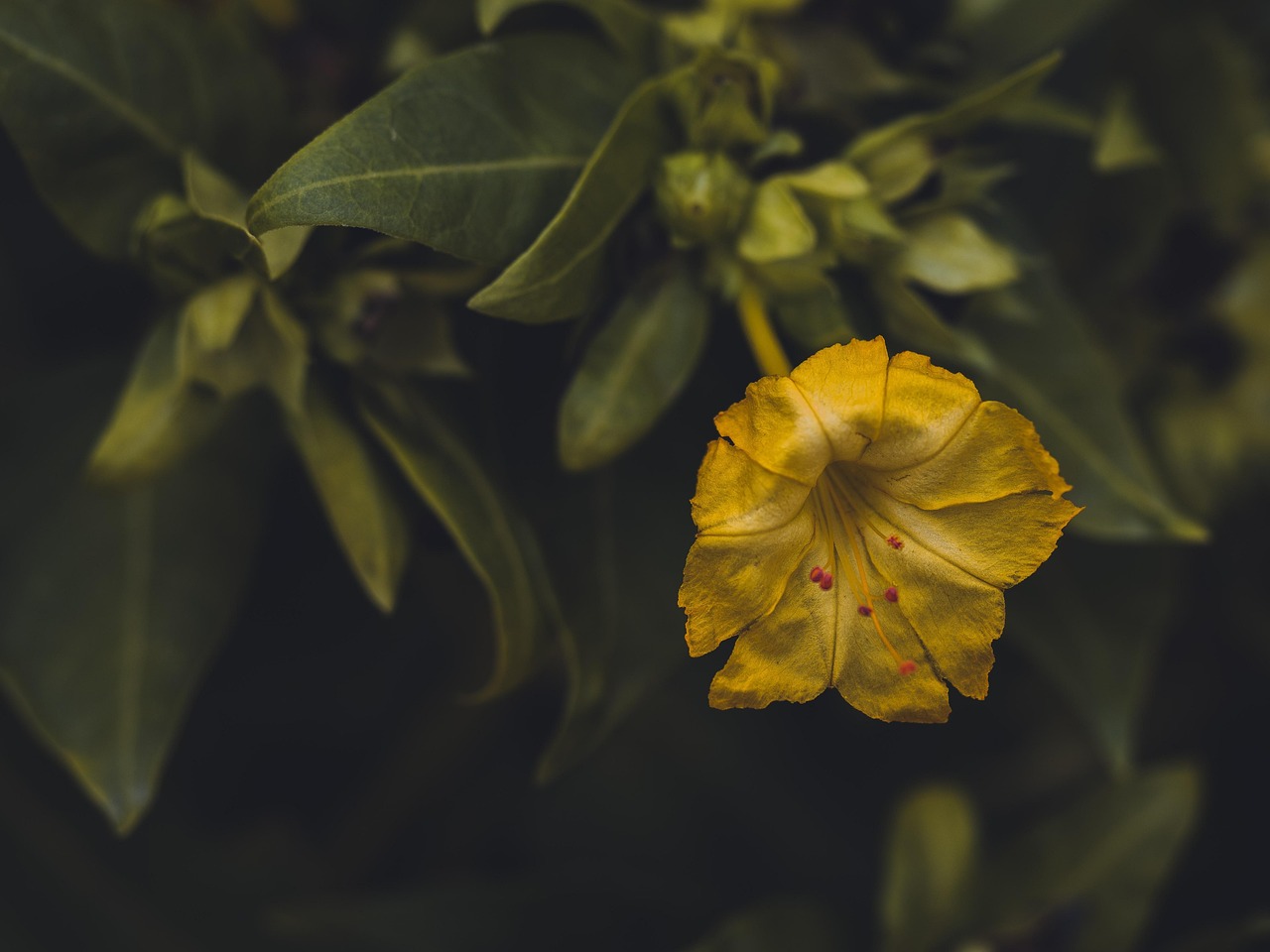 40+ Free Proteus Mirabilis & Mirabilis Jalapa Photos - Pixabay