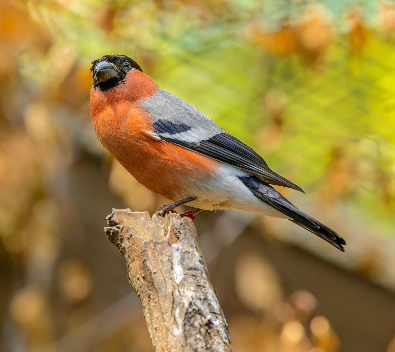 Birdie Singer Wallpaper Bird Singer Spain Free Photo On Pixabay