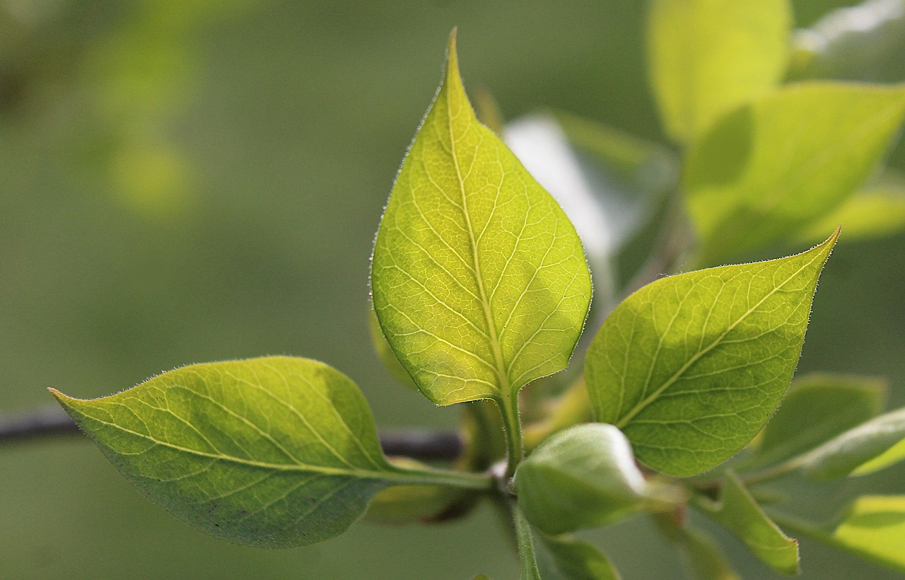 300+ Free Blurred Leaves Background & Nature Images - Pixabay